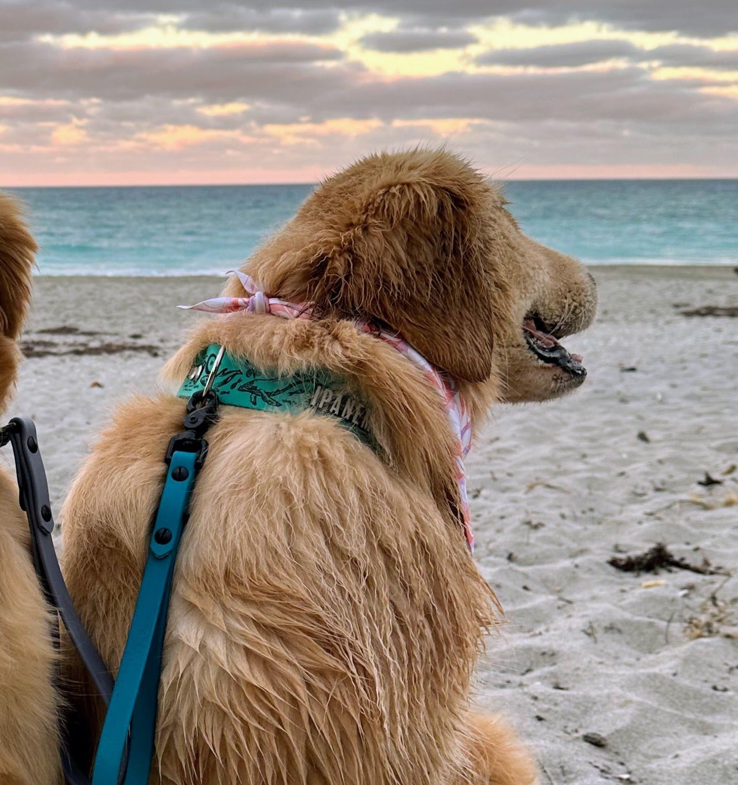 Tattoo Whales Collar – Ferry Fancy