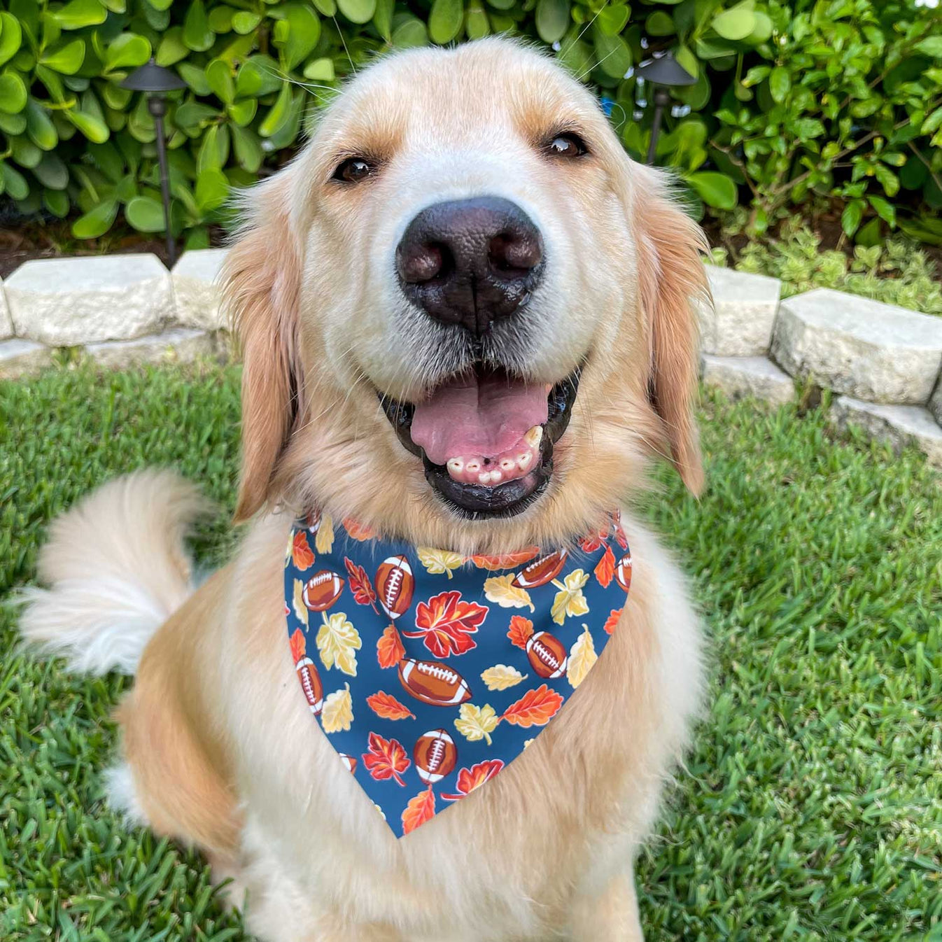Chipmunk Football Bandana – Ferry Fancy